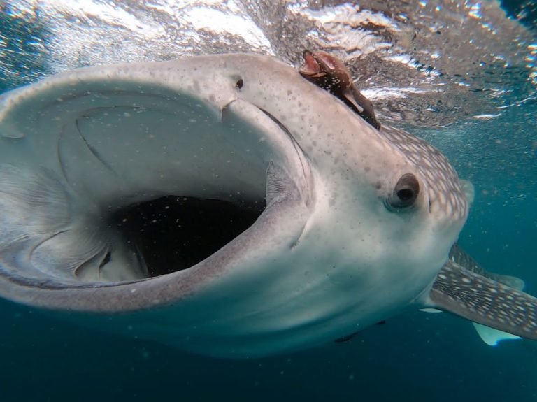 Djibouti Whale Shark Tour: 2 Days with Lake Assal - Massigo Travel